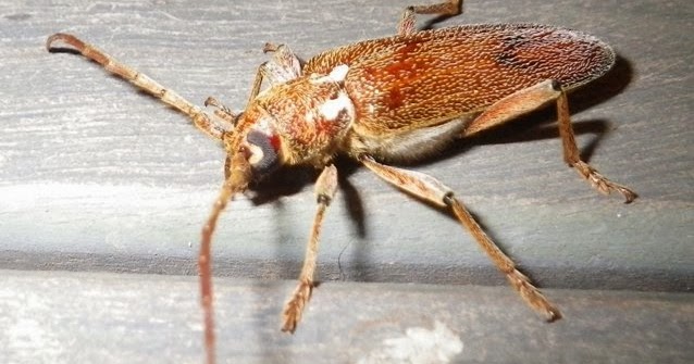 Cate Ellink: Wildlife Wednesday - bugs in Qld