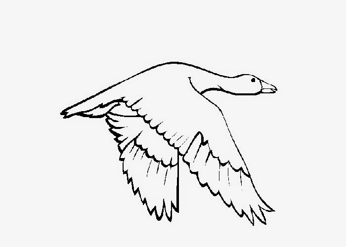 Snow goose coloring page | Free Coloring Pages and Coloring Books for Kids