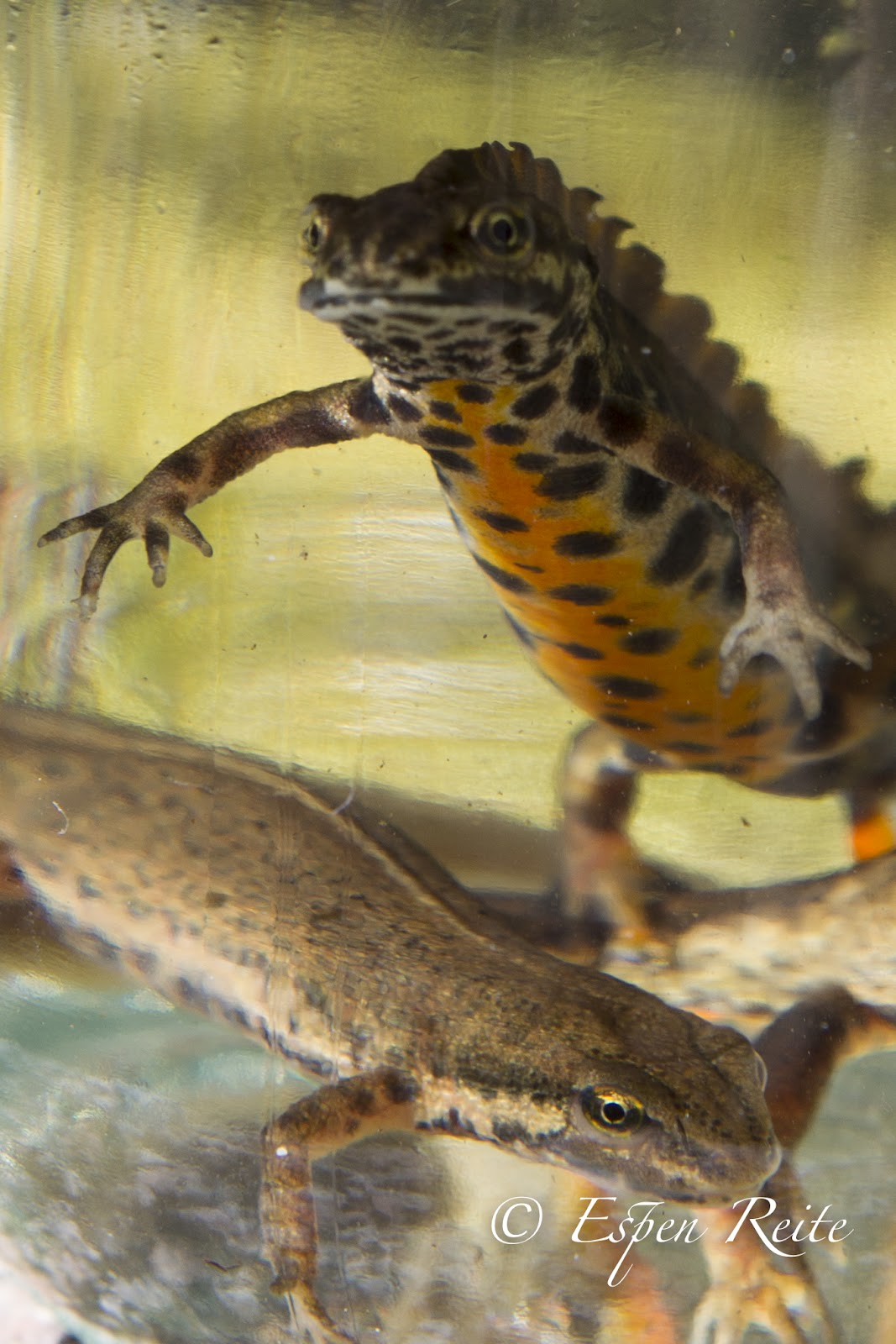 Espen´s Naturephoto: Smooth Newt