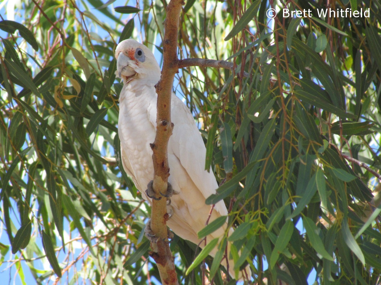 Leeuwin Current Birding: ID Feature: Corellas