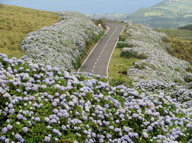 Studio Floral Dora Santoro: Hortências