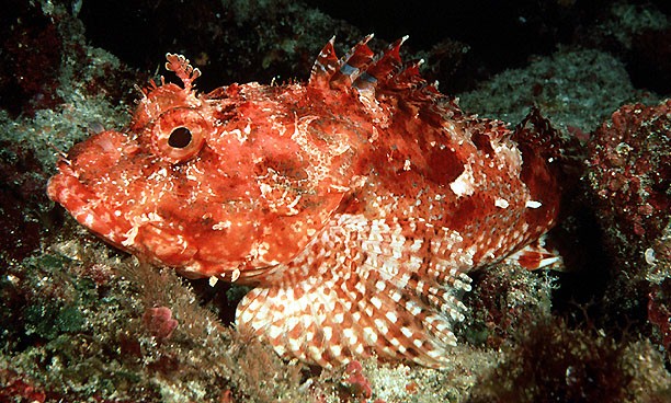 D' Ocean Aquarium: Scorpionfish