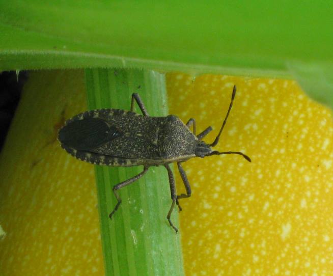 Green Meadows Community Garden Squash Bug Life Cycle