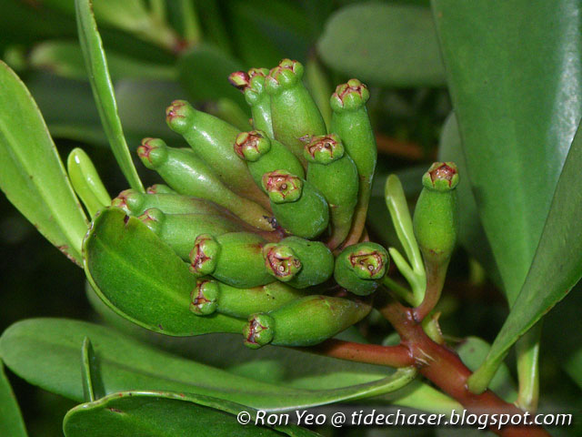 tHE tiDE cHAsER: Teruntum Merah (Lumnitzera littorea)