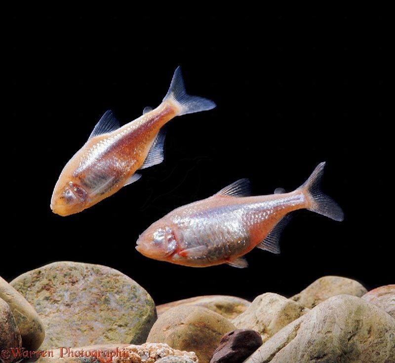 Budidaya Ikan Hias Mata Buta (Blind Cave Characin)