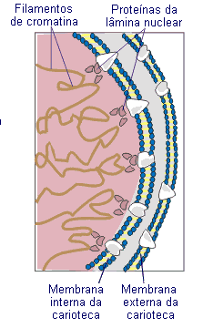 a tricolina biologa: Núcleo