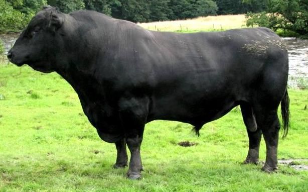 Yohannes Bosco Handy Wicaksana's Blog: Makalah Jenis-Jenis Bangsa Sapi