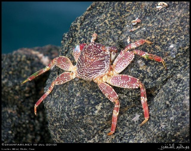 Fantastic Sea: Jenis Jenis Kepiting yang Ada Didasar Laut Maupun Ditepi ...