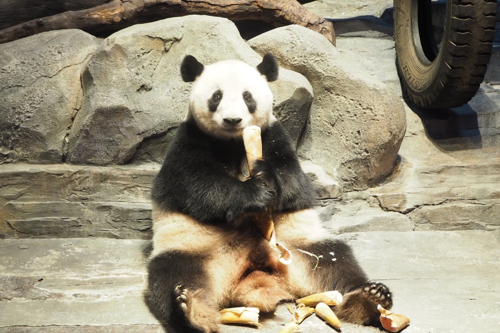 Kee Hua Chee Live!: AMBER CHIA BRINGS HER PARENTS CHIA HUN POY AND CHUA ...