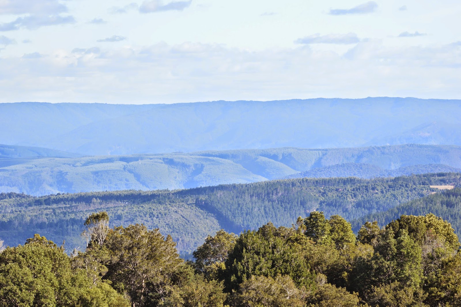 Blog de Viajes y Aventuras : El Parque Oncol en la Selva Valdiviana