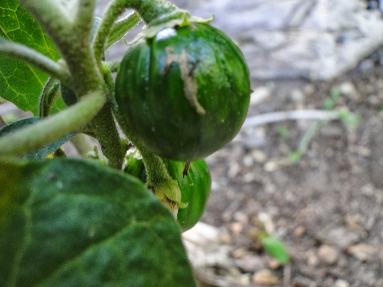 Planeta e Vida: Minha plantação de jiló