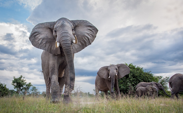 25 breathtaking photos of elephants ~ Amazing