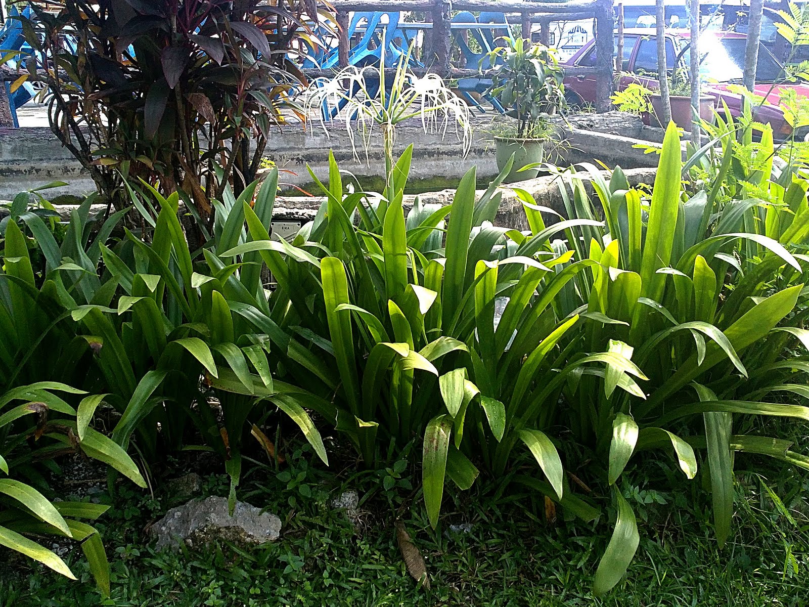 Daun Spider Lily yang Kjee guna untuk Nadia semalam. Perhatikan bunganya.