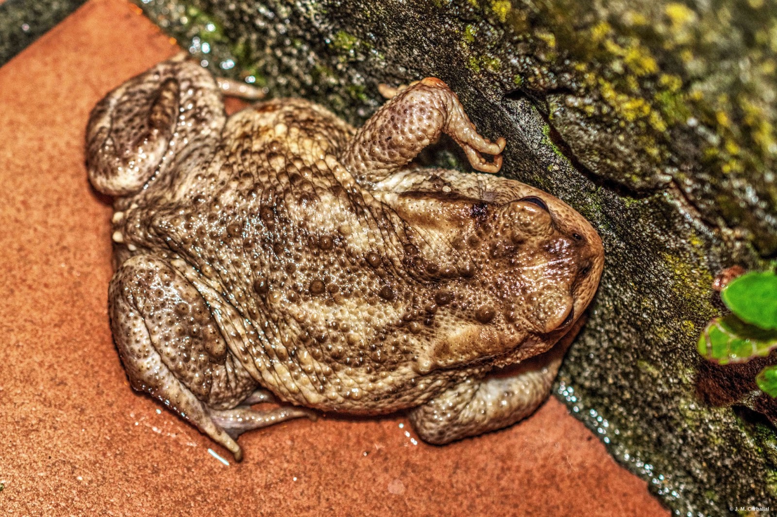 El Blog de Isa y Juan: Bufo bufo: el sapo común europeo