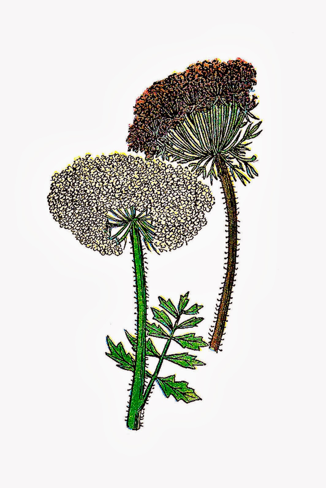 Antique Images: Free Botanical Clip Art: 3 Vintage Herb Graphics of ...