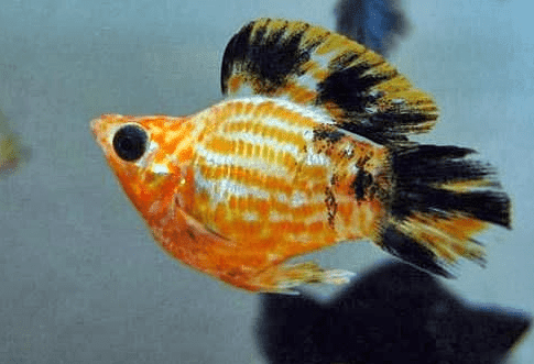 Ikan Molly - 6 Jenis Harga Ikan Molly Terlengkap | Hewan Air Info ...