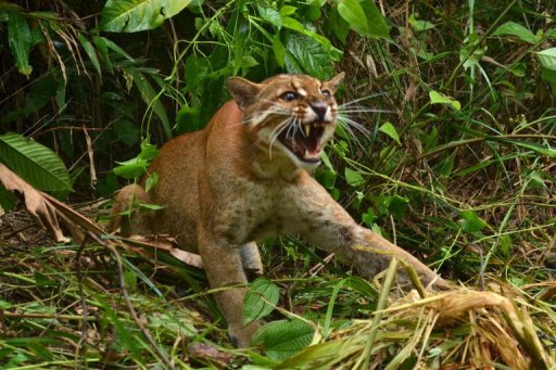 da|NATURALIST: Wild Cats of Malaysia