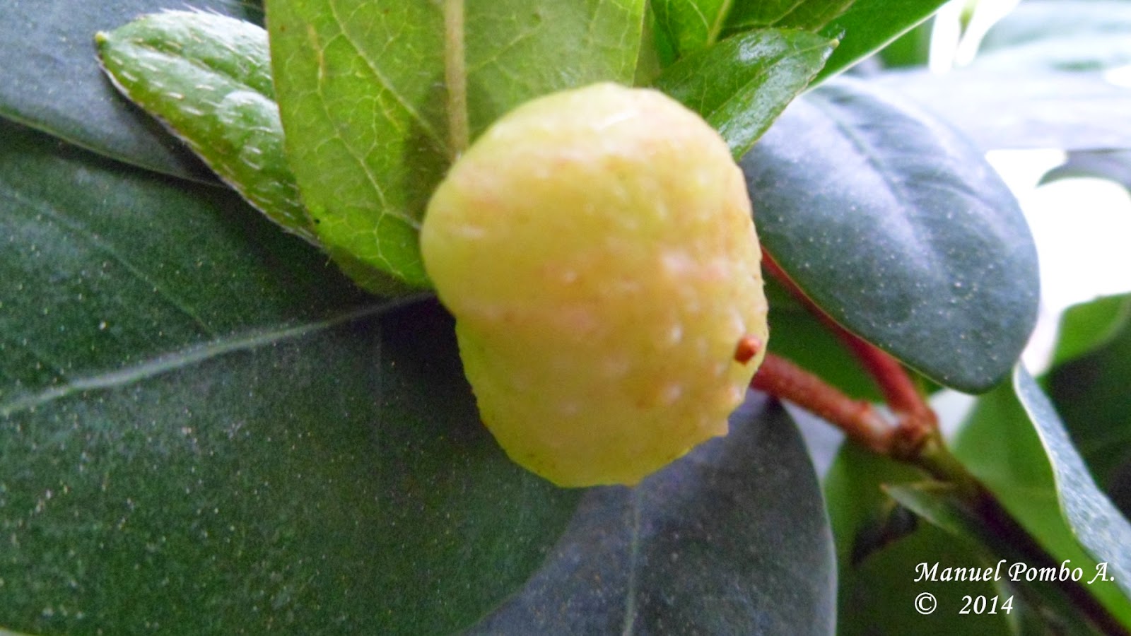 Un micólogo aficionado: Exobasidium rhododendri