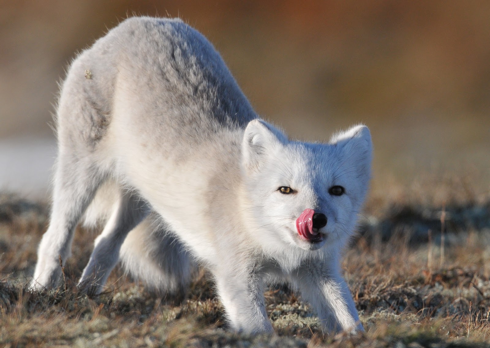 Roger Brendhagen: Fjellrev
