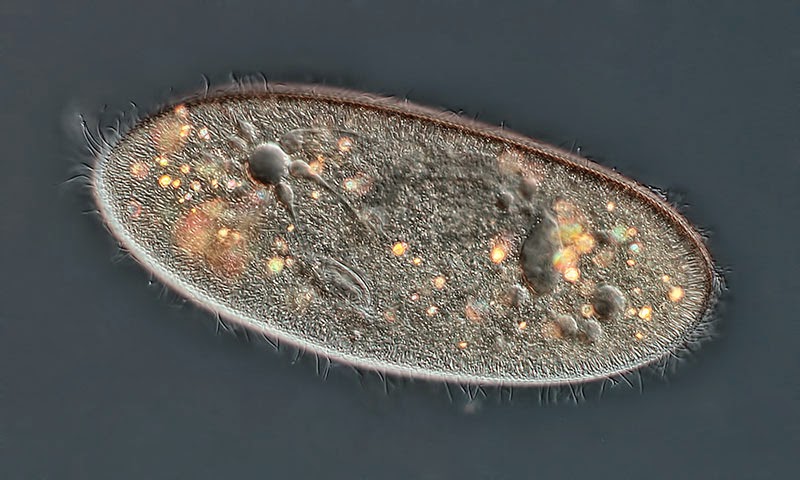 BiologiBLOG (Paty Ovalle): Paramecios