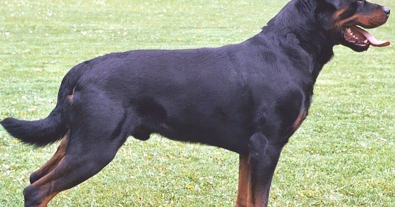 Rottweiler | Working as Herding Dogs, Rescue Dogs, Guard Dogs, Police ...