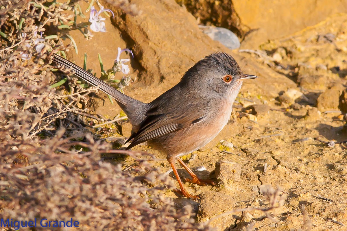 AVES DEL CIELO - BIRDS OF HEAVEN: Sylvia undata,Curruca rabilarga ...
