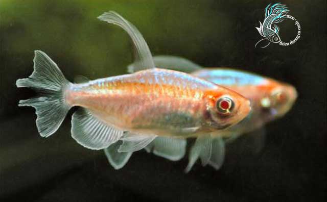 Thiên Đường Cá Cảnh: Cá công gô đẹp - Congo fish