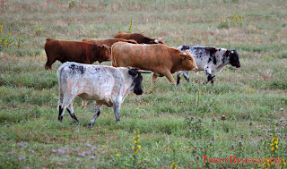 El Toro Bravo en su hábitat-------: Capirote se hace Eral
