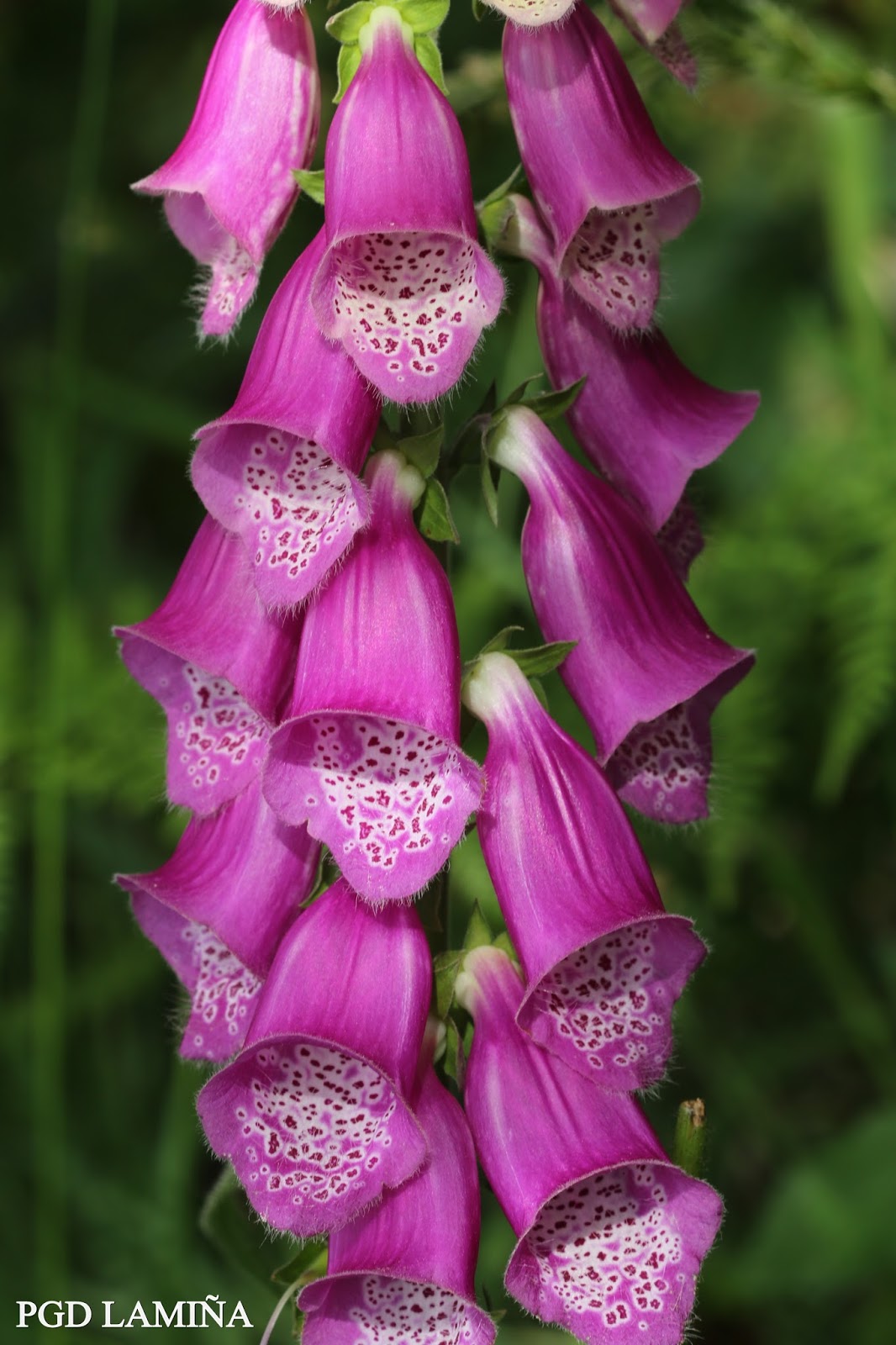 DIGITALIS PURPUREA. dedalera o digital