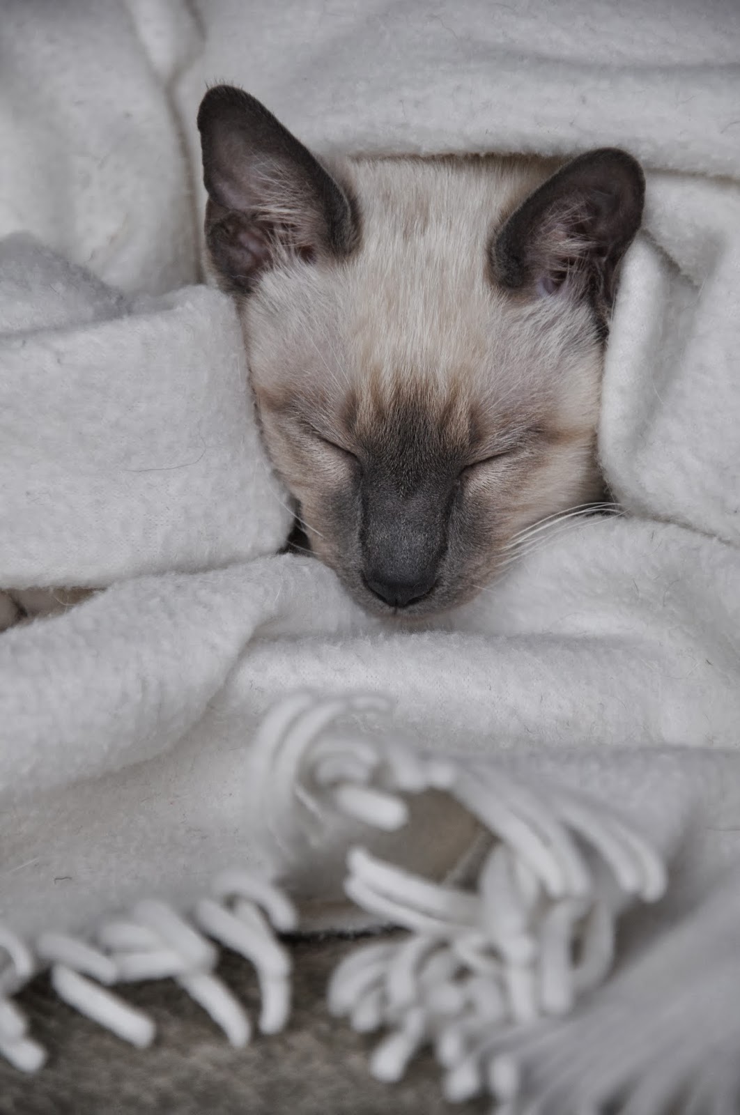 Through My Canadian Eyes: HONORABLE CAT