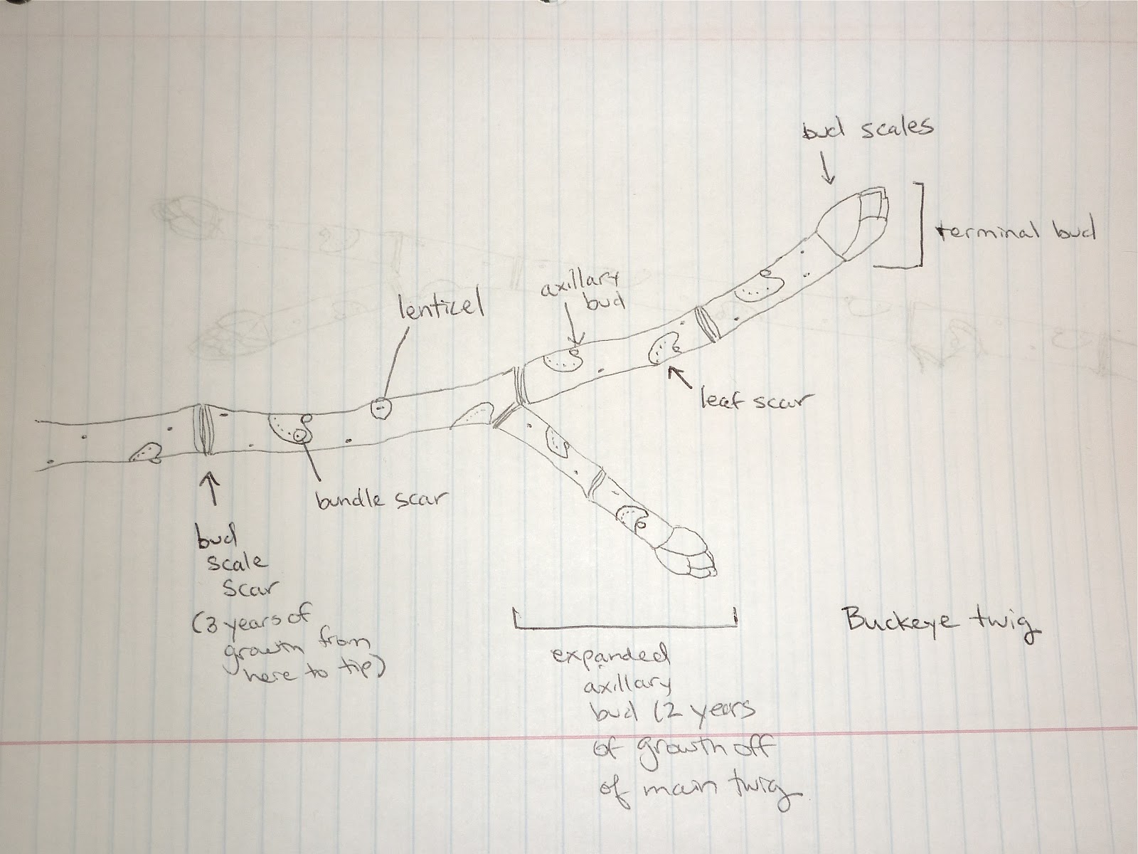 Biological Thinking: How to Read a Twig