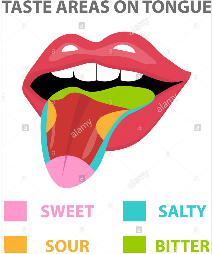 Types of tasts identified by our taste buds.... - UREKA the media for ...