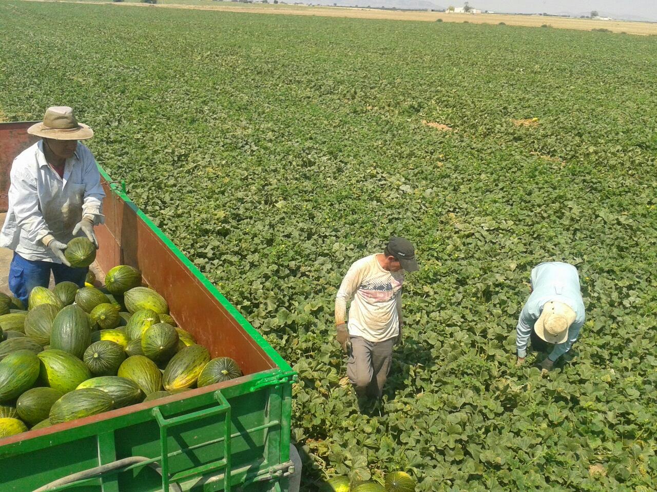 High quality melons: picking up tasks