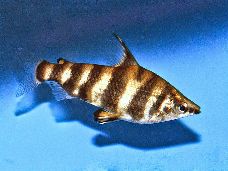 HEADSTANDER FISH photos - wallpapers | the fun bank