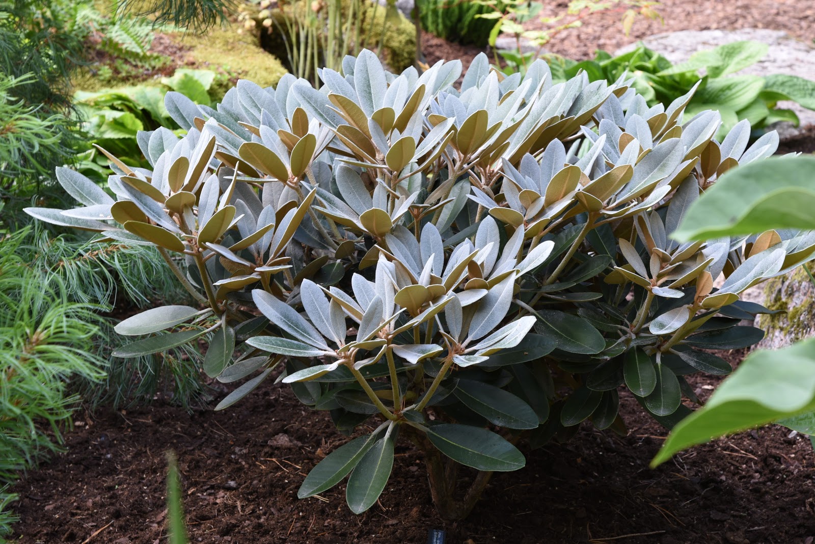 Hagtorpet: Rhododendron med indumentum och tomentum på bladen