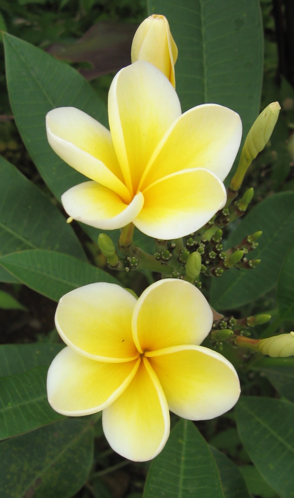 Perkumpulan KAIL: Kamboja Kuning di Kebun KAIL