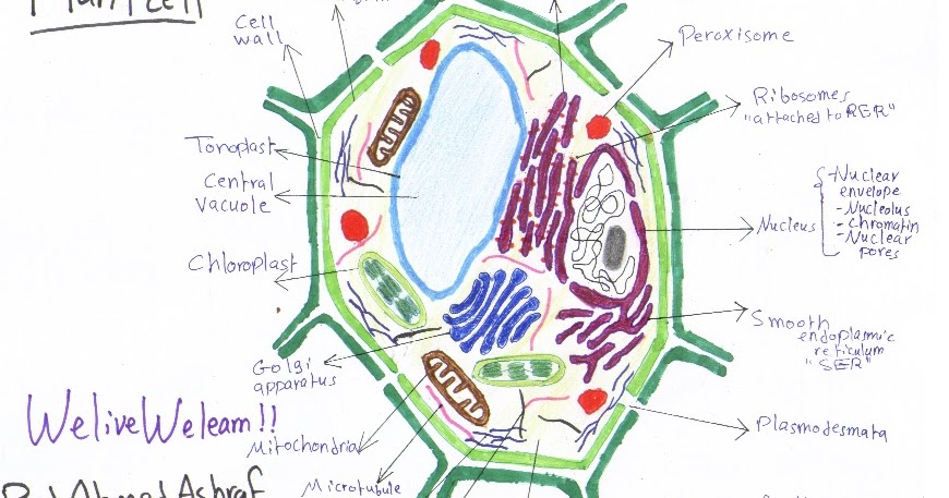 Biology Club: Overview of plant cells - Part 1 Structure and function ...