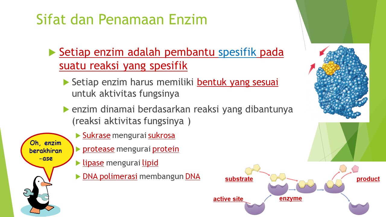 PPT ENZIM ~ KIMIA ORGANIK 2018 SMK-SMAK MAKASSAR