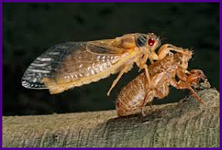 Affiliblog 2: Insects, Spiders And Bugs ~ Cicadas ~ The Tree Crickets