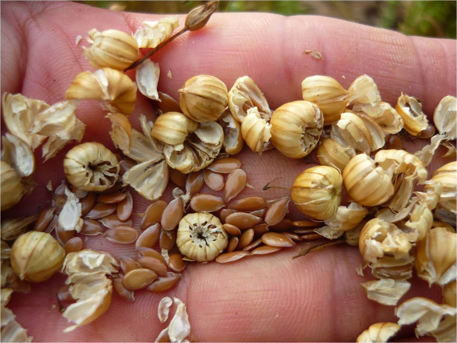 ALTERNATIVA ECOLÓGICA: CULTIVO DE LINAZA