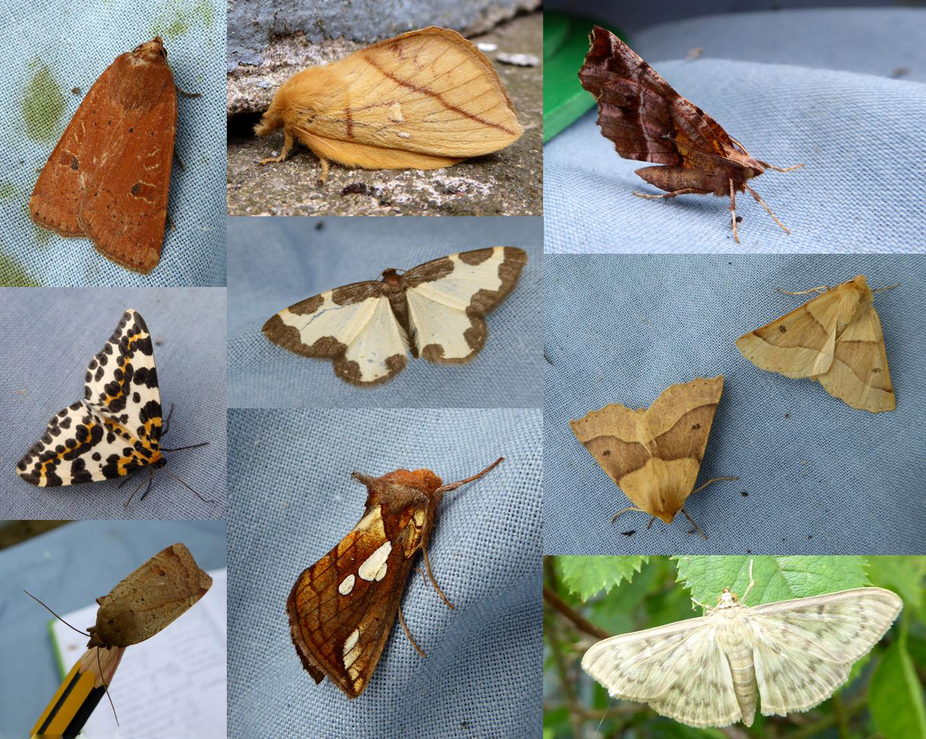 Julia Garner : Delayed summer moths