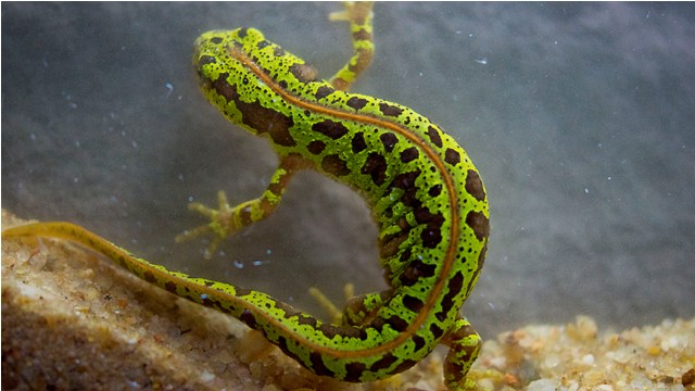Reptiles y Anfibios de Extremadura: tritón pigmeo (triturus pygmaeus ...