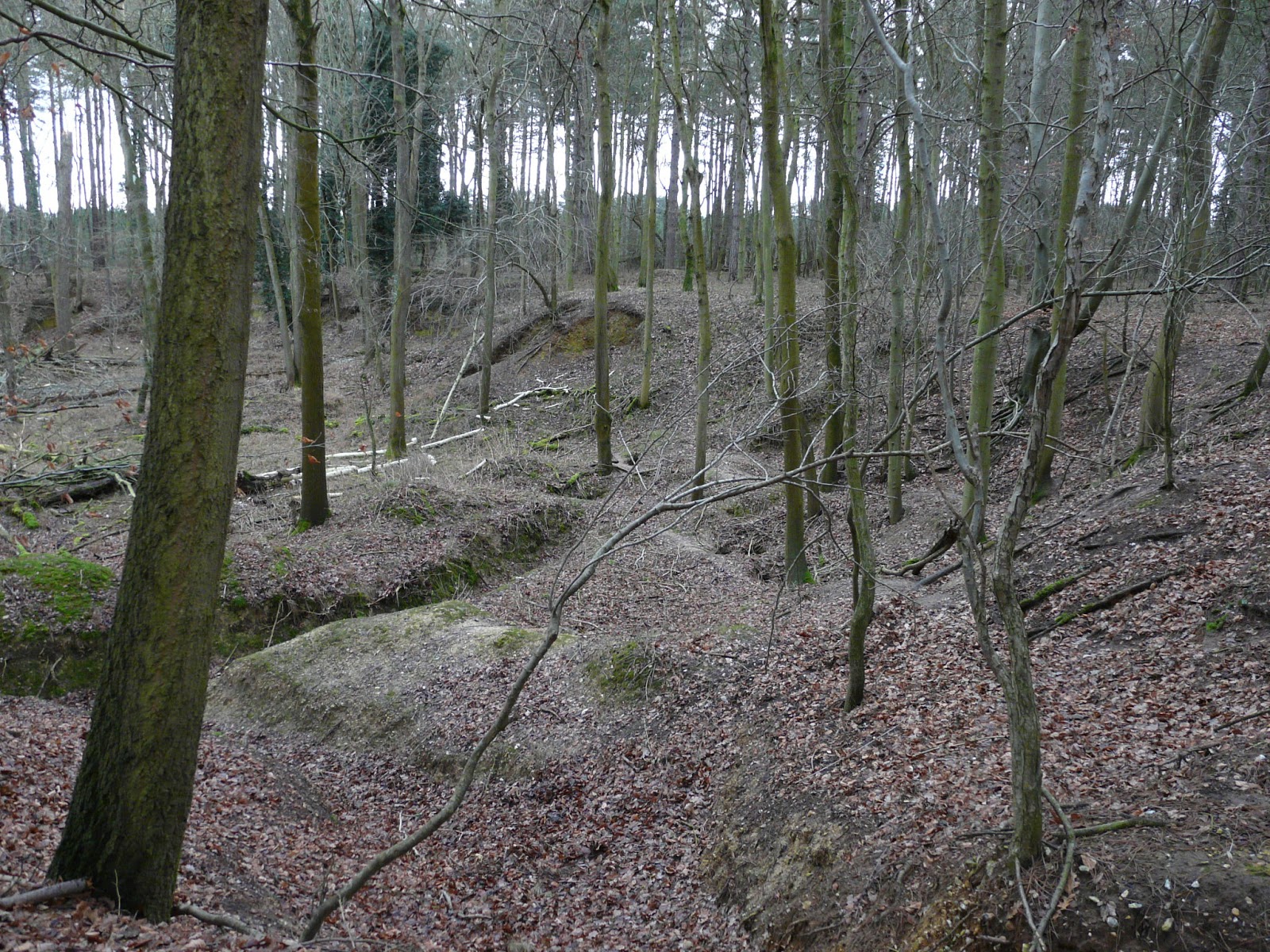 Cindy's Snaps: Beeches Pit, West Stow, Suffolk
