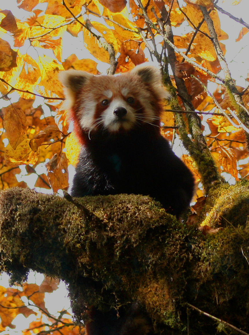 BOHEMIAN adventures: Nepal photos - red pandas, Himalayas and more