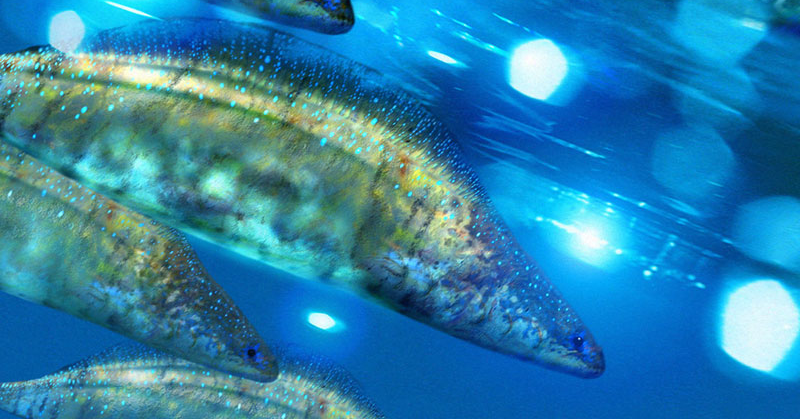 Criaturas del Pasado: Haikouichthys