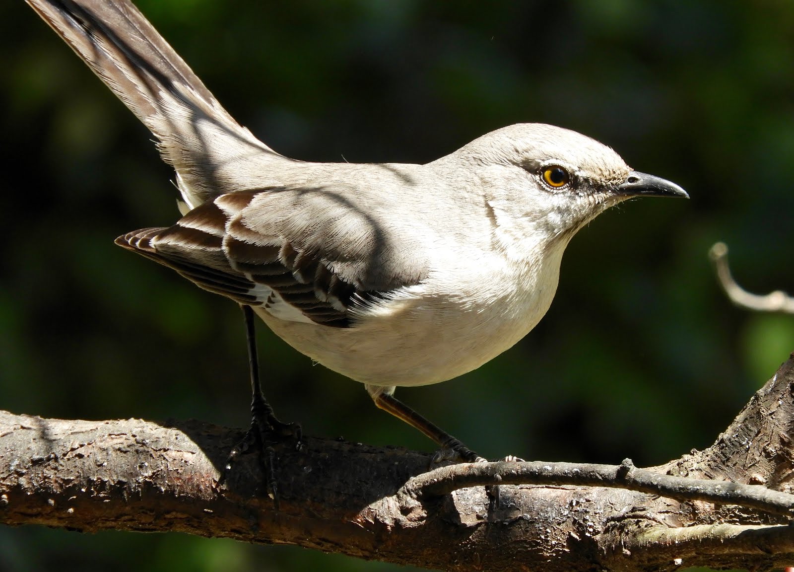 It's All About Purple: A Few Minutes With A Mockingbird