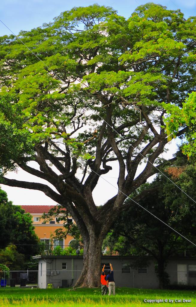 Gene's Green Scene: Tree Thursday - Raintree