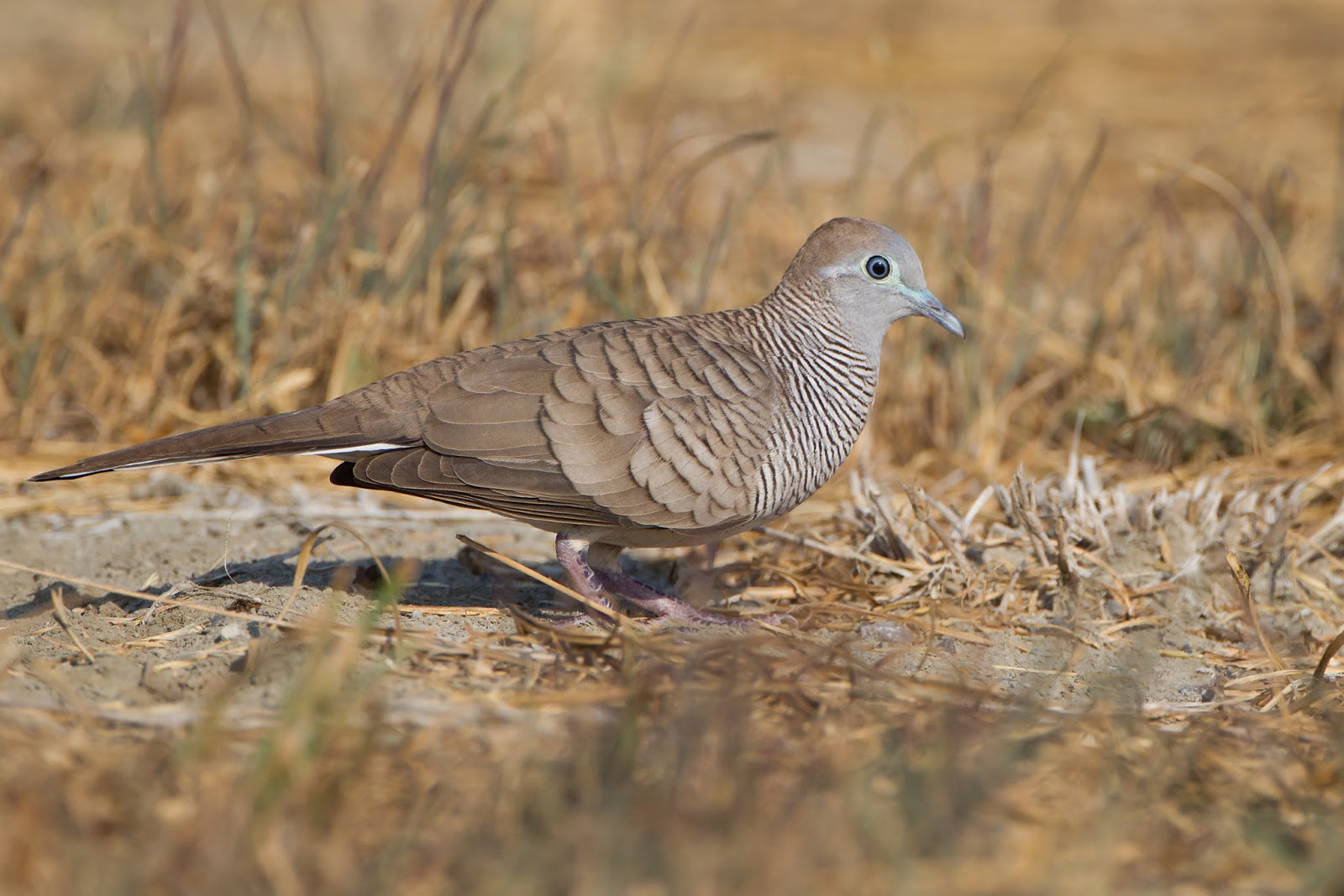 Binatang Khas Indonesia