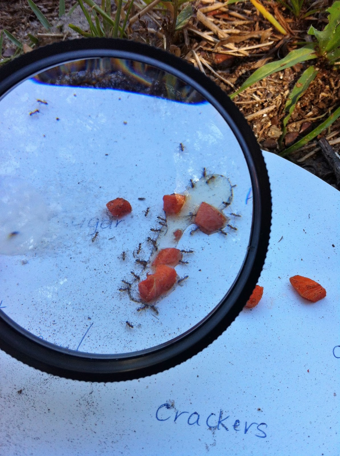 The Princess, The Pirate, and The Dinosaur: Creating an Ant Buffet and ...