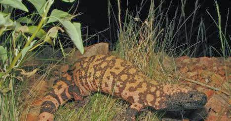 Lagartos Peçonhentos